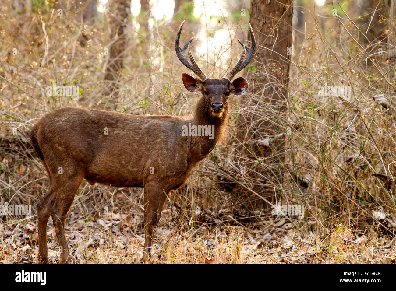 Male Sambar deer Stock Photo - Alamy