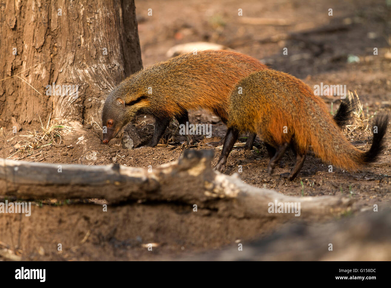 The stripe-necked mongoose (Herpestes vitticollis) is a species of ...