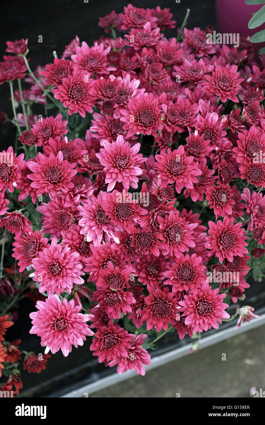 Hot mum hi-res stock photography and images - Alamy