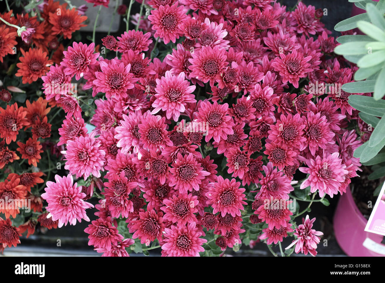 Close up of hot pink Pixie Mum chrysanthemum flowers in full bloom ...