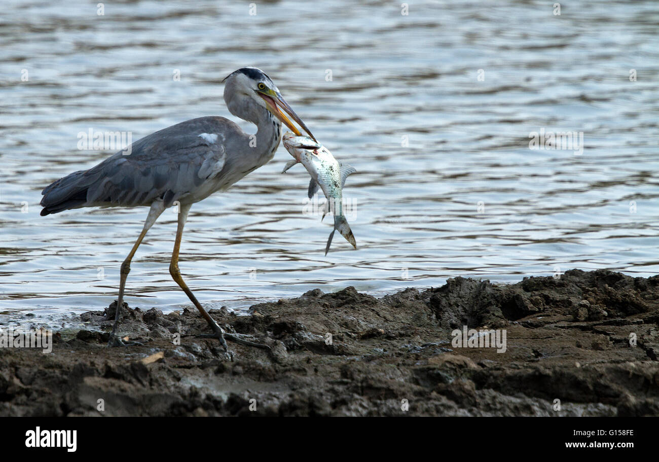 Grey heron fishing in the pond, with big fish Stock Photo - Alamy