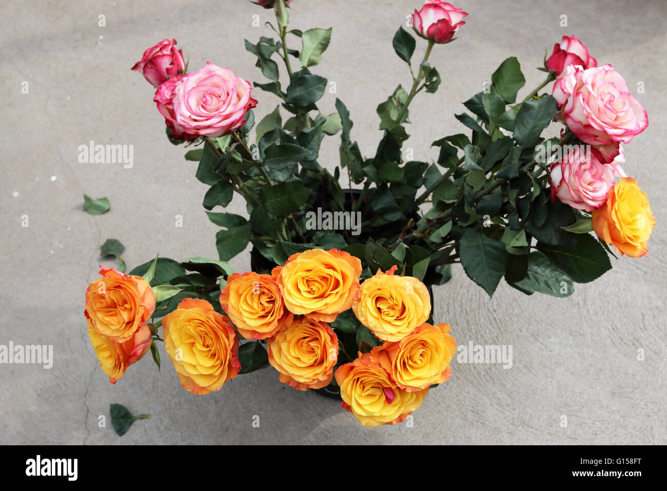 A bunch of orange and pink - peach coloured Roses in full bloom Stock ...