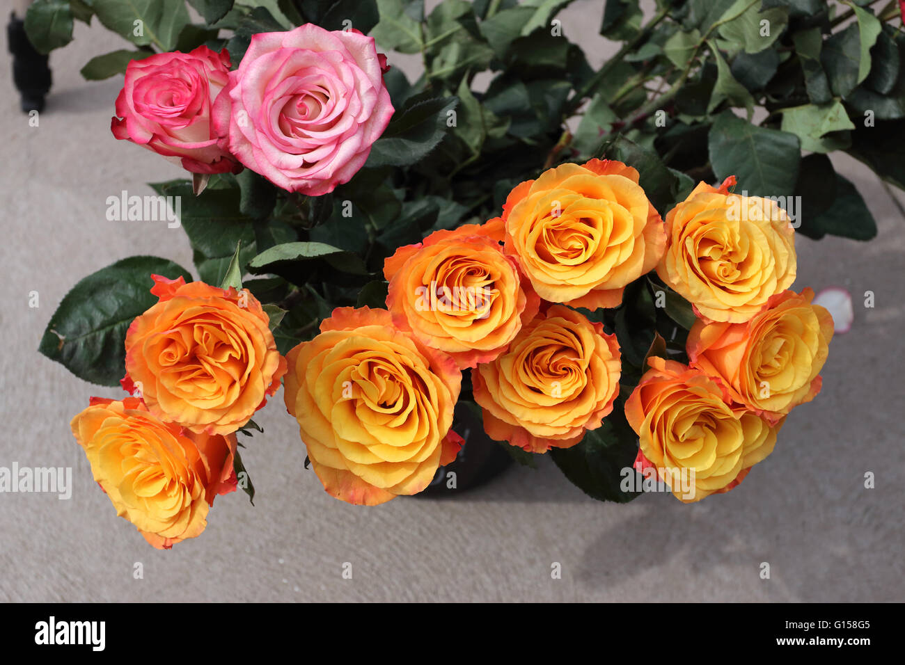 Close up of orange and pink coloured Roses in full bloom Stock Photo ...