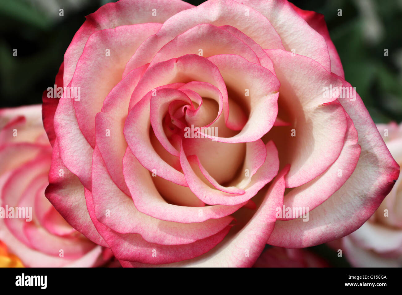 Peach colour hi-res stock photography and images - Alamy