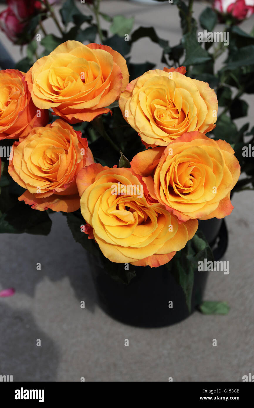 Orange colored roses hi-res stock photography and images - Alamy