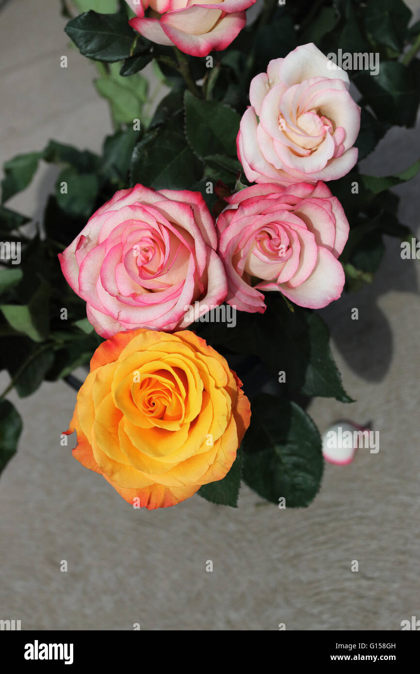 Peach orange colour hi-res stock photography and images - Alamy