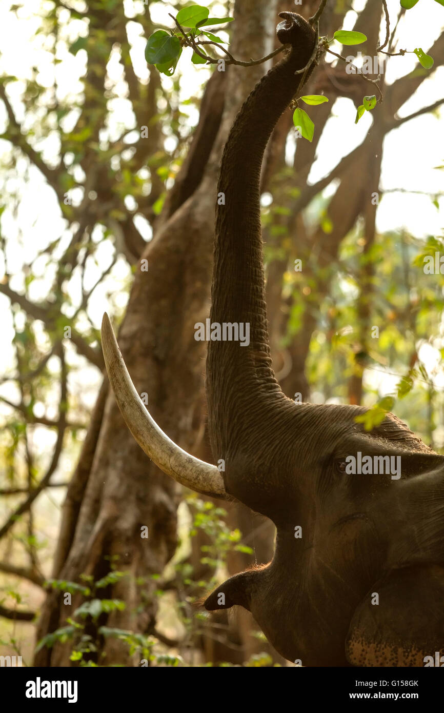 One tusk elephant Stock Photo - Alamy