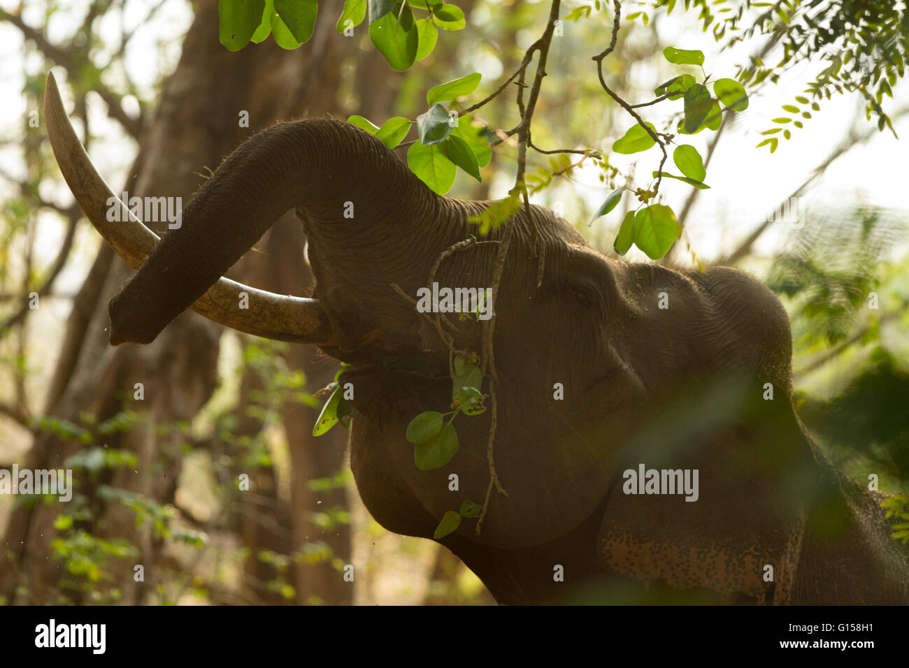 One tusk elephant Stock Photo - Alamy