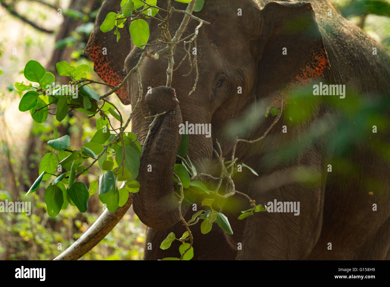 Wayanad elephant hi-res stock photography and images - Alamy
