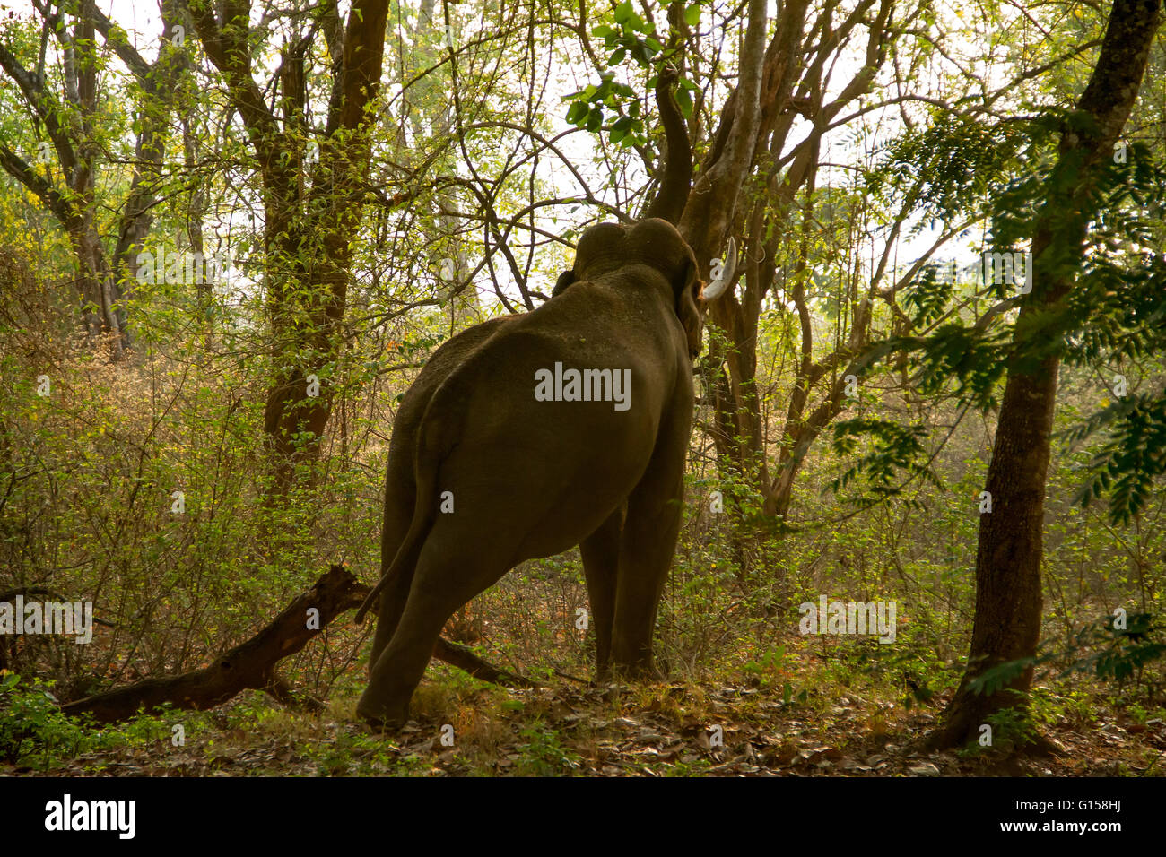 One tusk elephant Stock Photo - Alamy