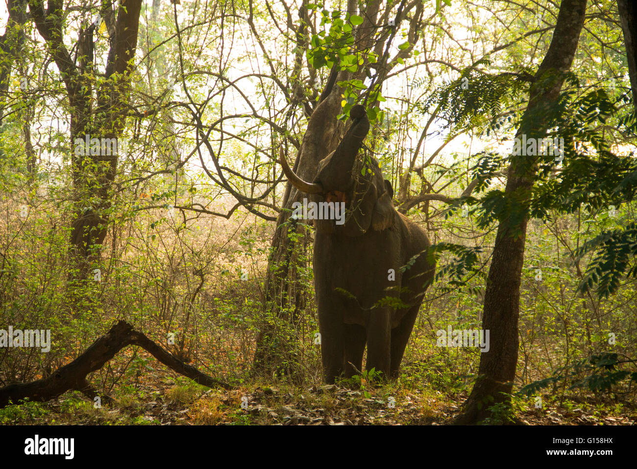 One tusk elephant Stock Photo - Alamy
