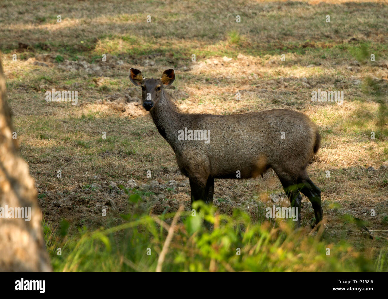 Female Sambar deer Stock Photo - Alamy
