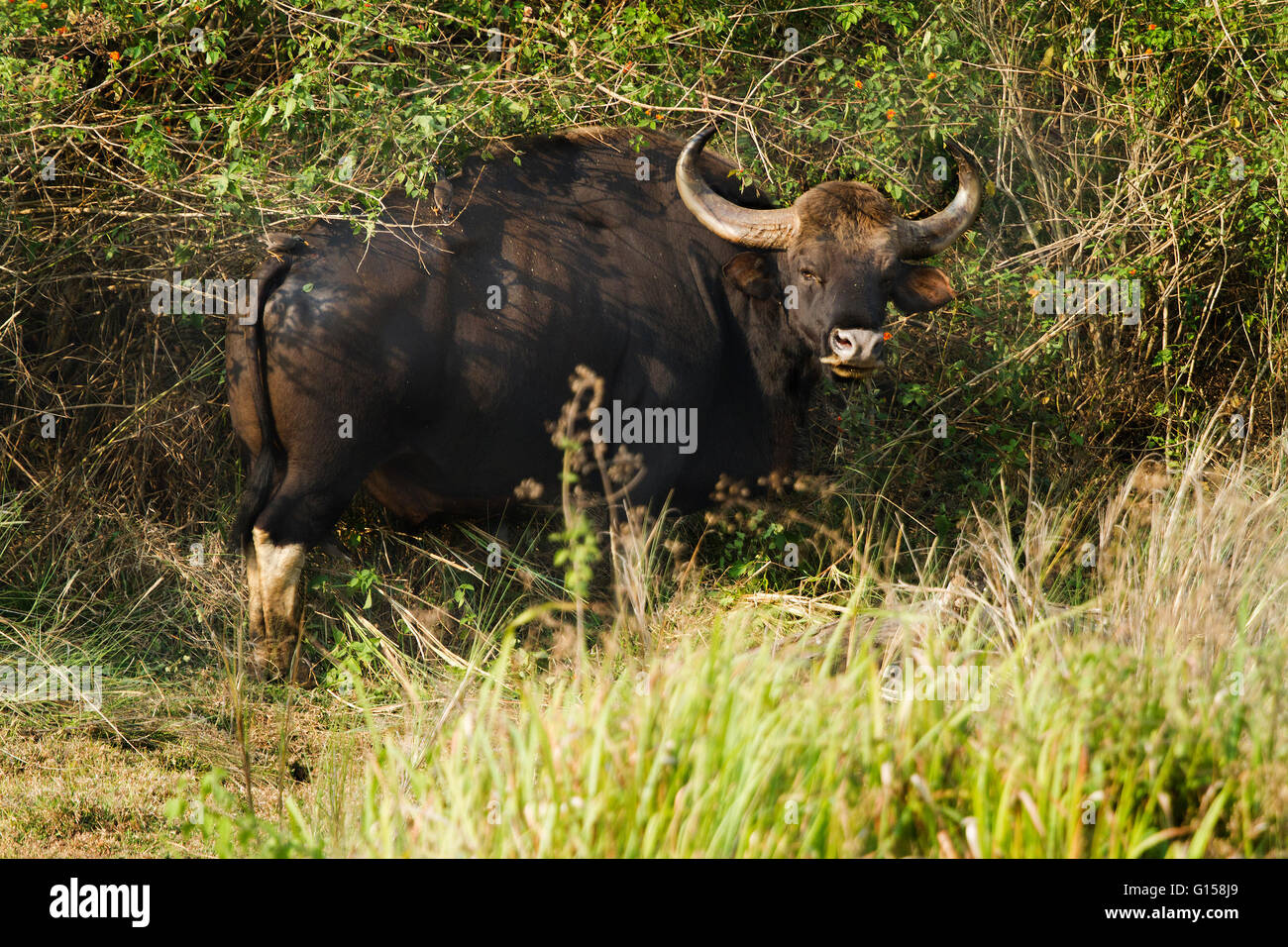 Big Wild Indian Gaur Stock Photo - Alamy