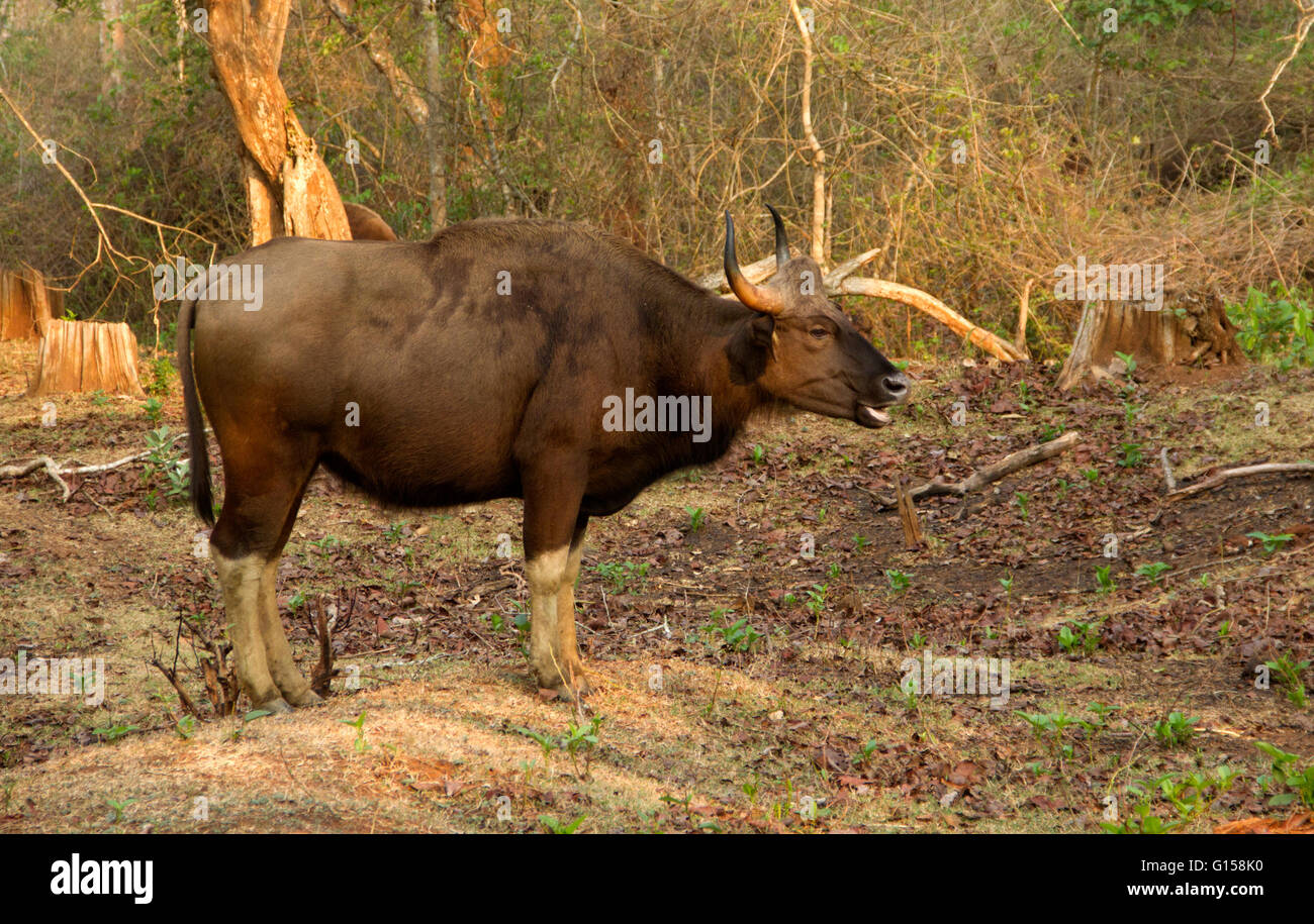 The Gaur or the Indian Bison on the move Stock Photo - Alamy