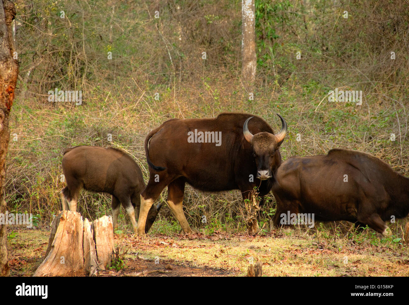 Big huge large heavy mature hi-res stock photography and images - Alamy