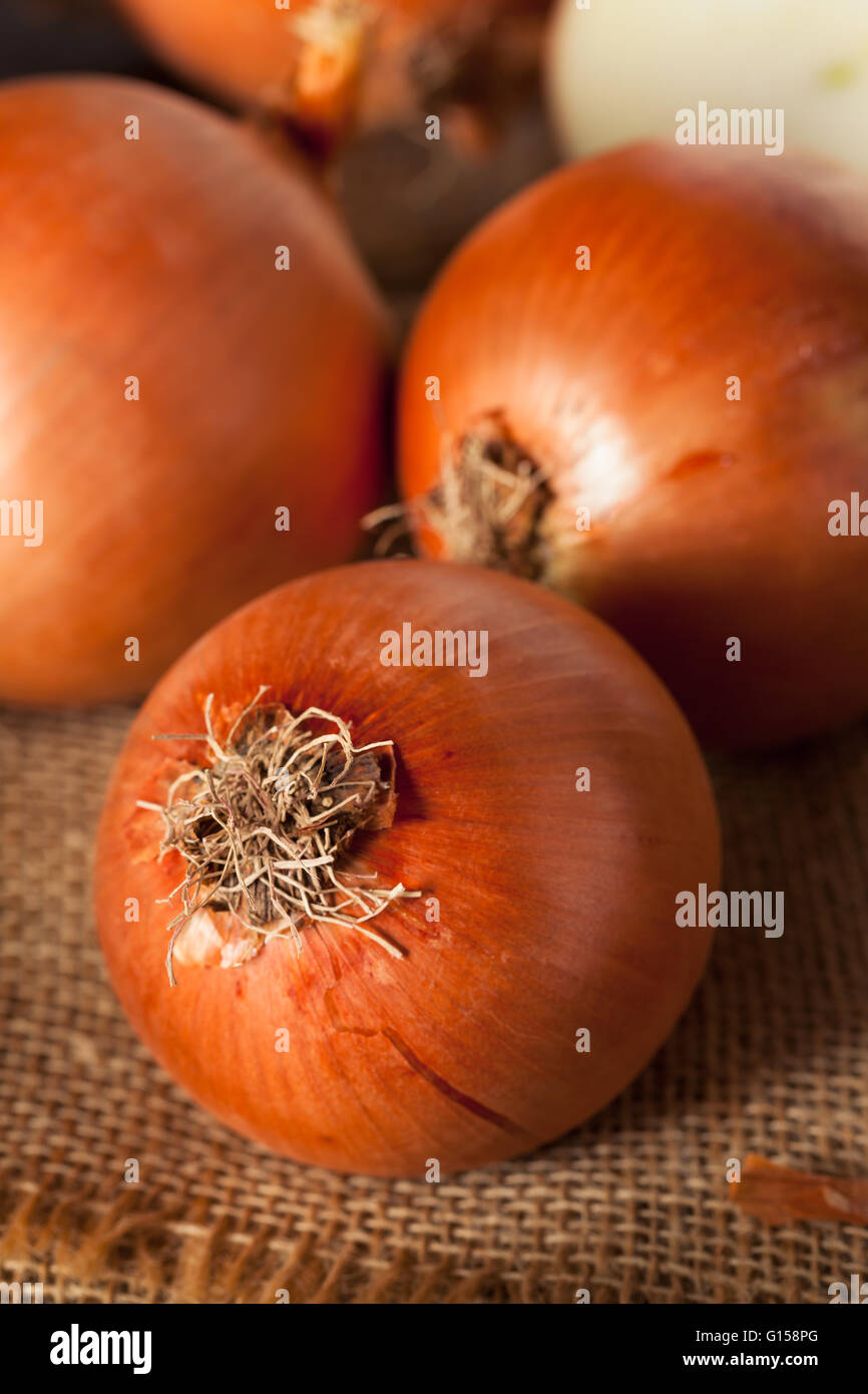 Raw Organic Yellow Onions Ready for Cooking Stock Photo - Alamy