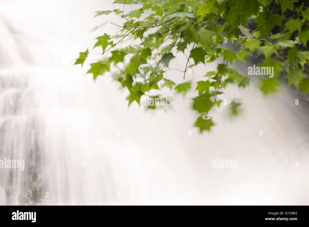 Japanese maple with waterfall background Stock Photo - Alamy