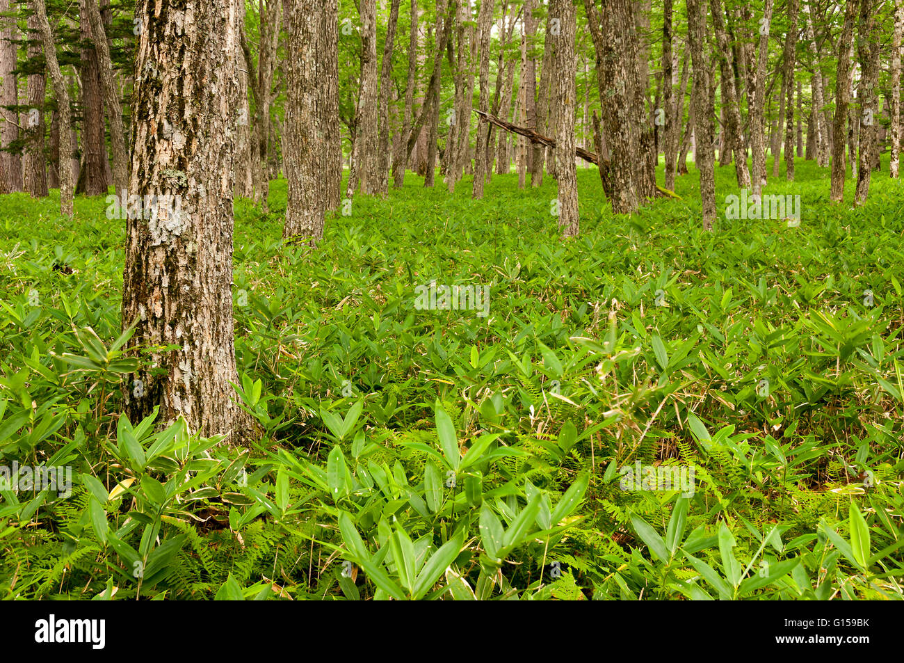 Forrest with young bamboo plants in national park of Nikko, Japan Stock ...
