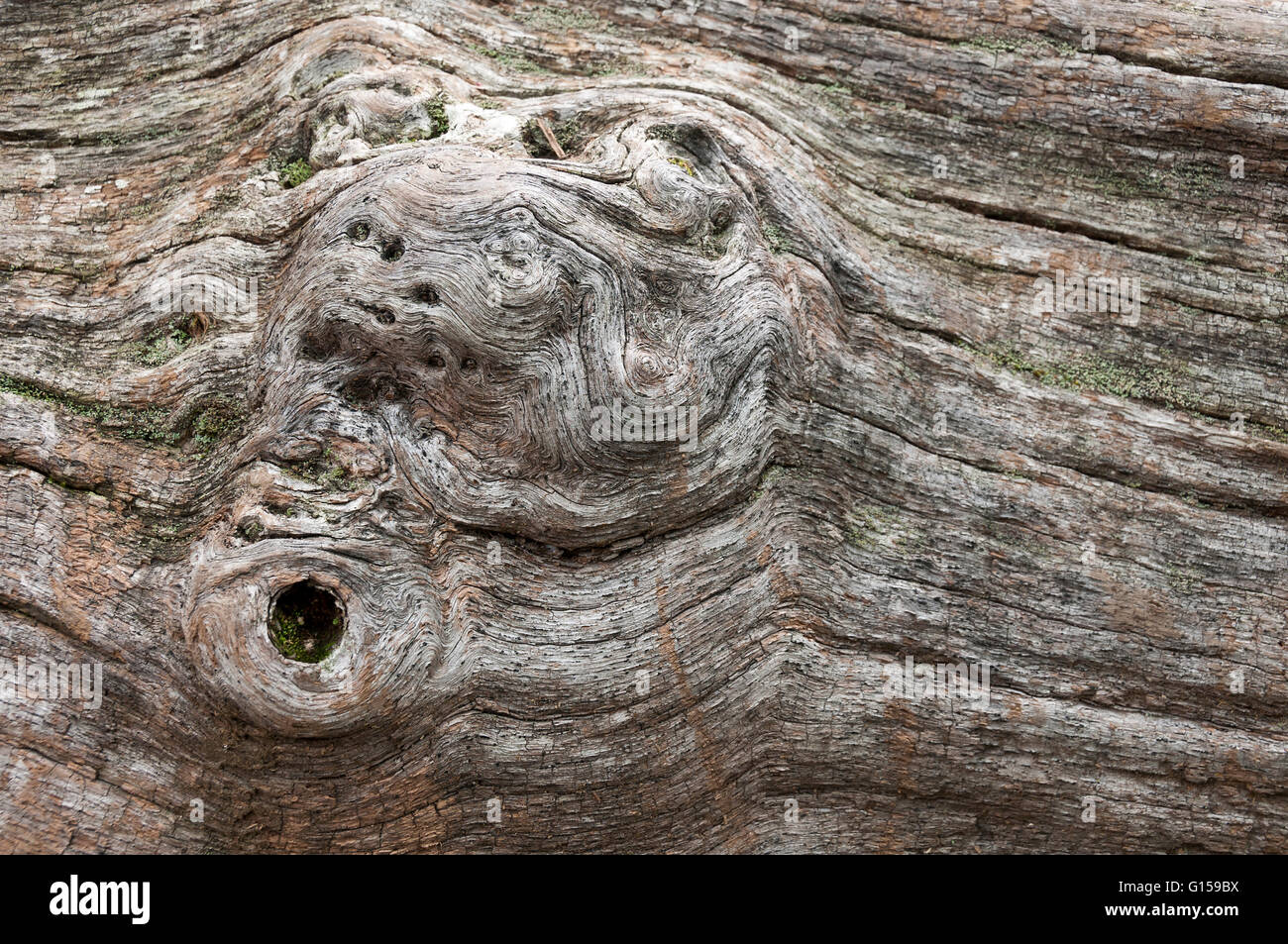 Tree trunk texture hi-res stock photography and images - Alamy