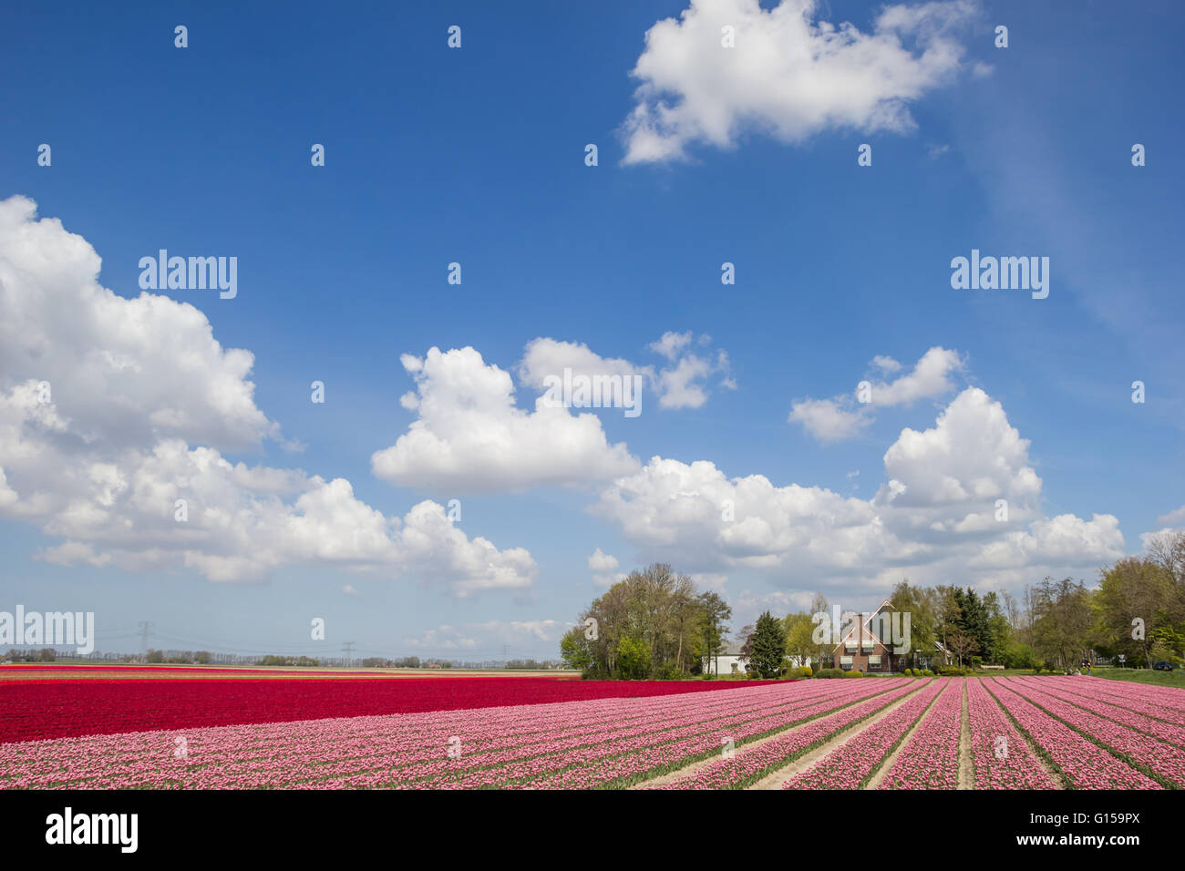 Field of pink and red tulips in the Netherlands Stock Photo - Alamy