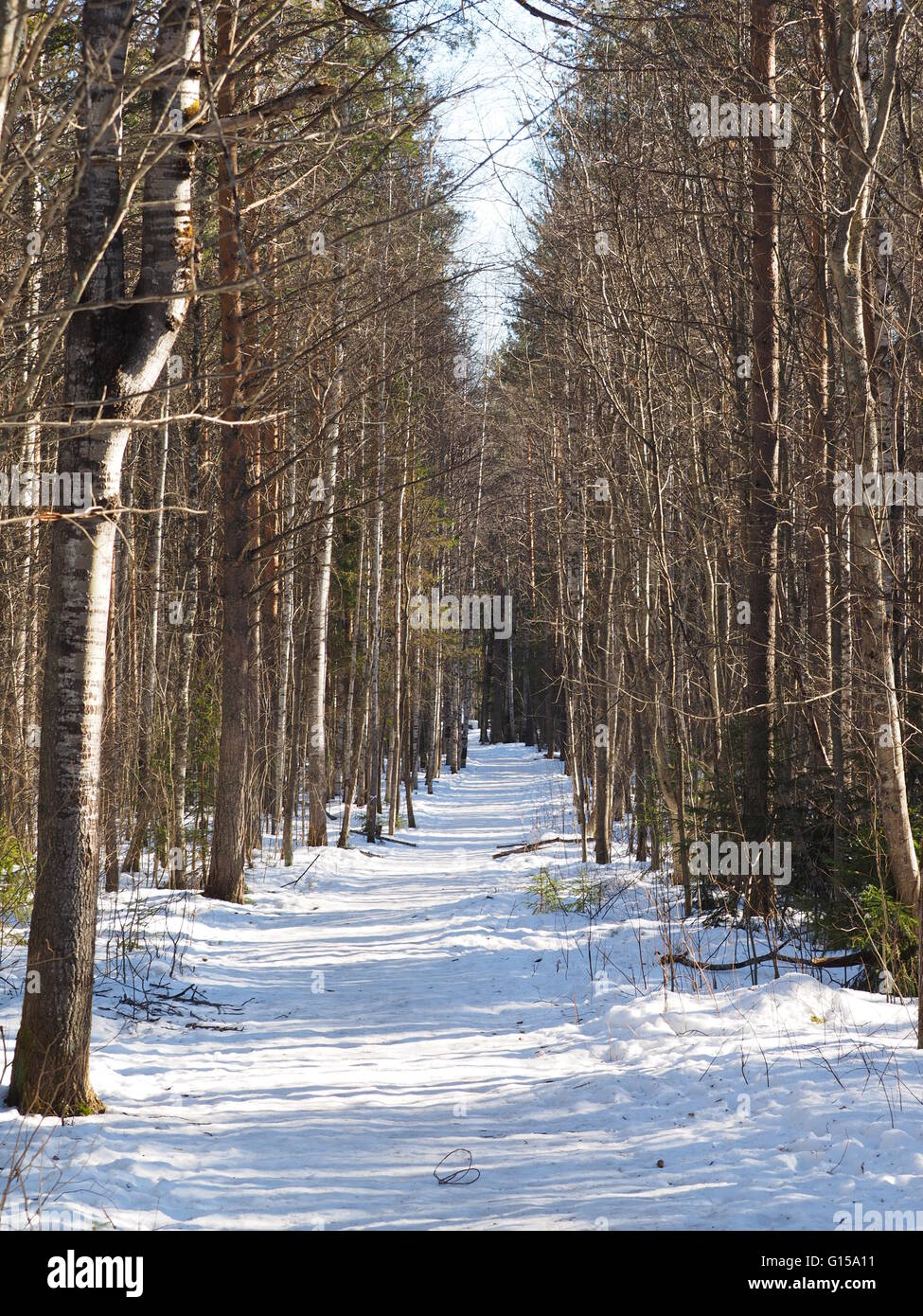forest in winter Stock Photo - Alamy