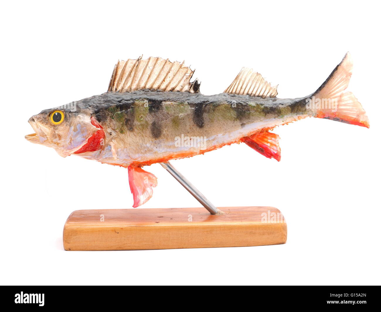 Dried fish on a white background Stock Photo - Alamy