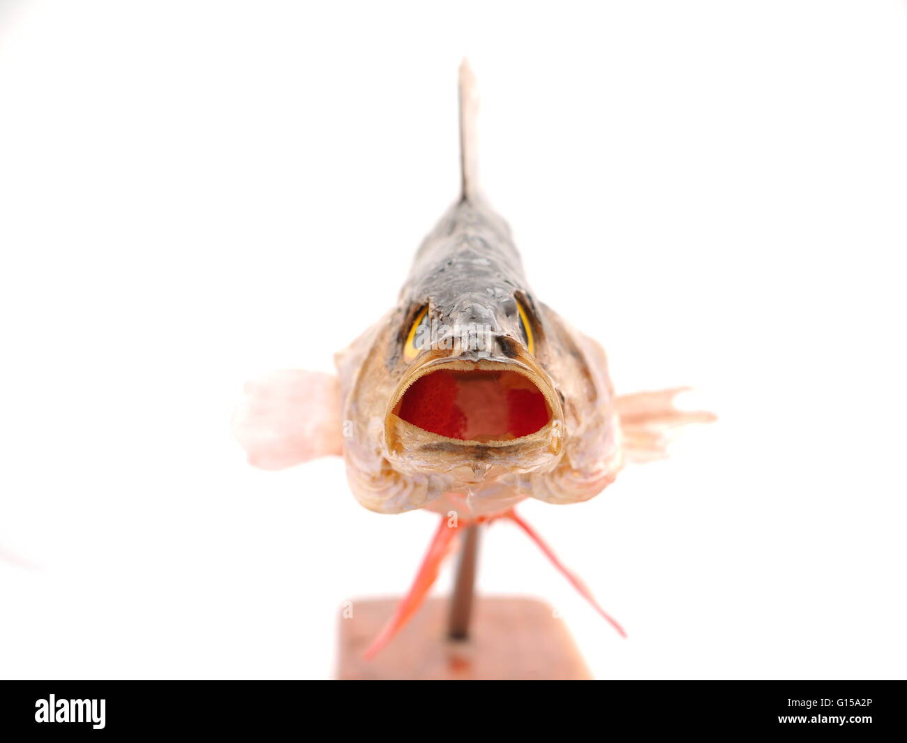 Dried fish on a white background Stock Photo - Alamy
