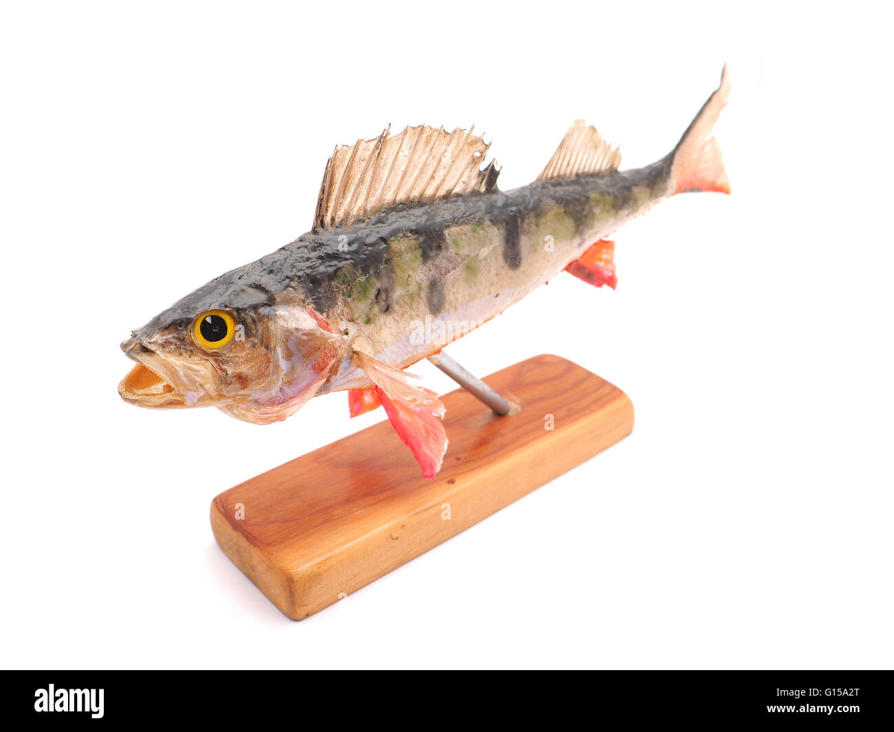 Dried fish on a white background Stock Photo - Alamy