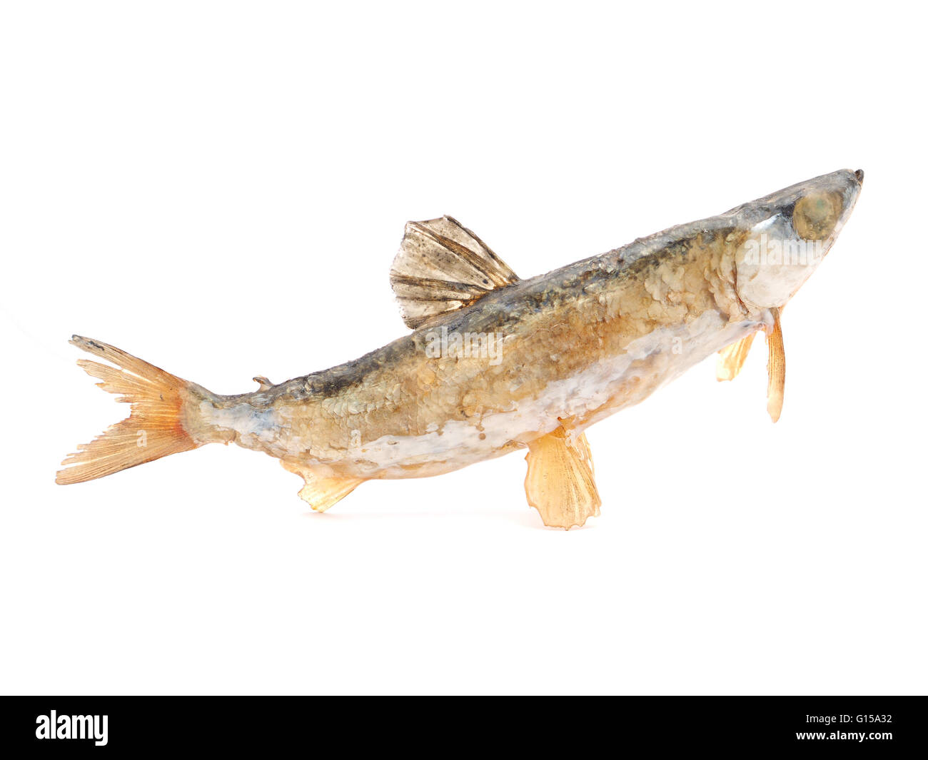 Dried fish on a white background Stock Photo - Alamy