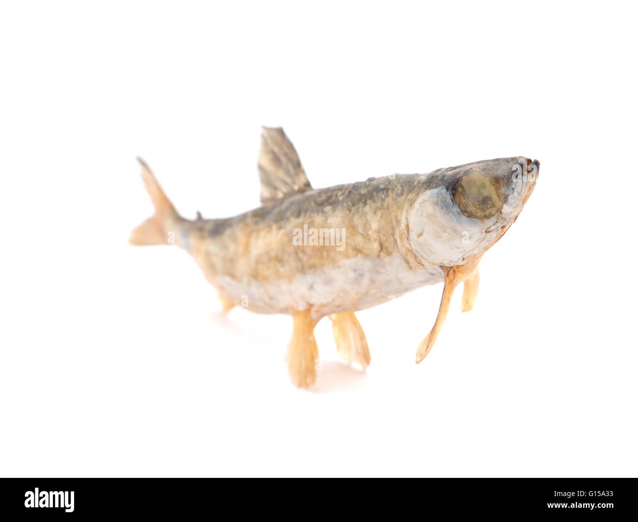 Dried fish on a white background Stock Photo - Alamy