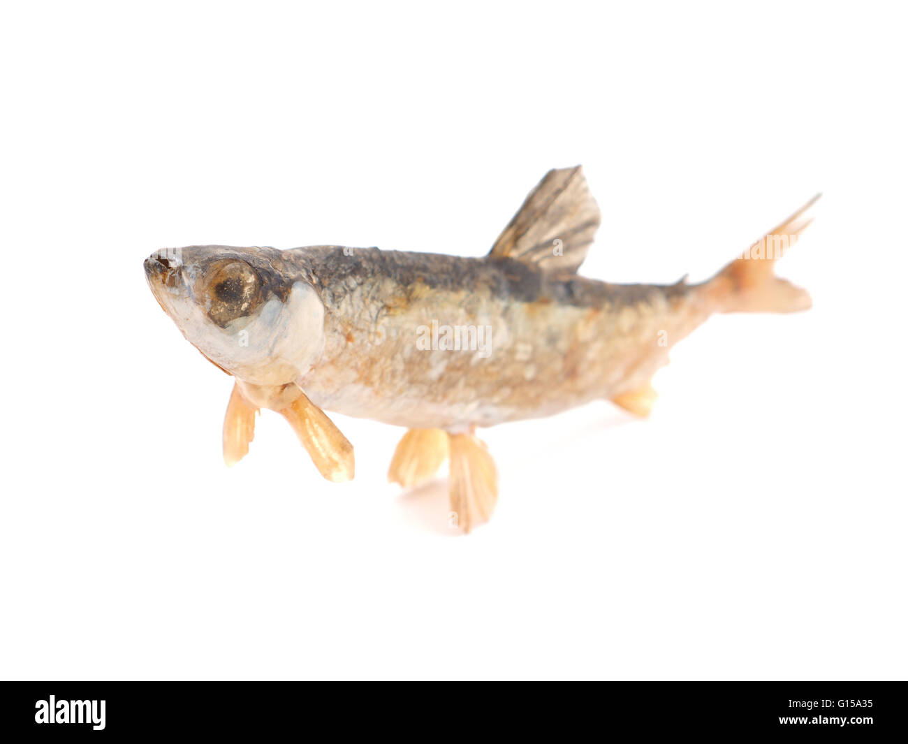 Dried fish on a white background Stock Photo - Alamy