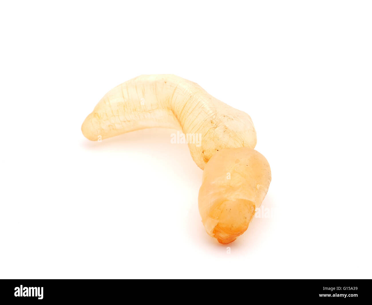 swim bladder of fish on white background Stock Photo - Alamy