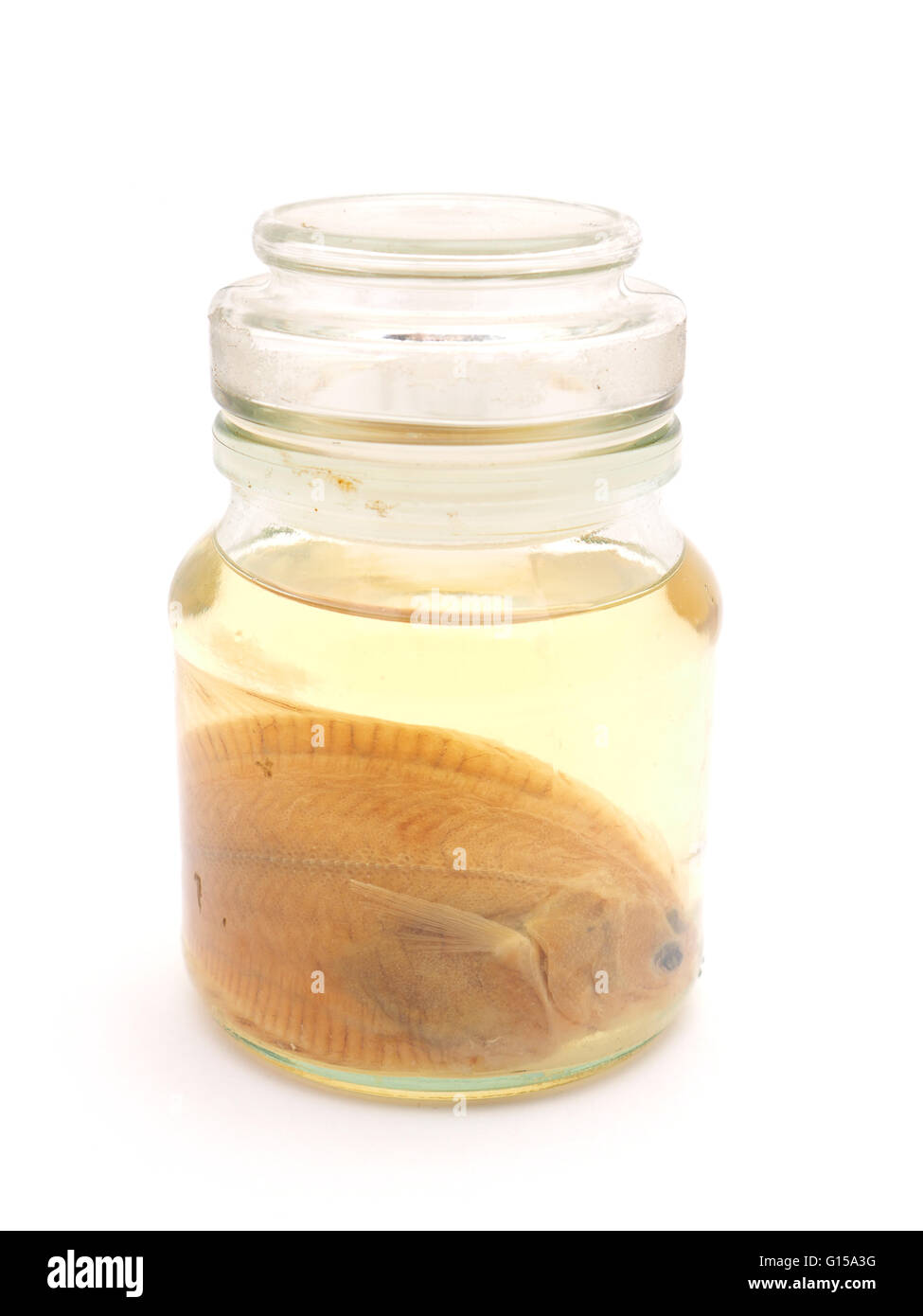 Golden fish in fish jar hi-res stock photography and images - Alamy