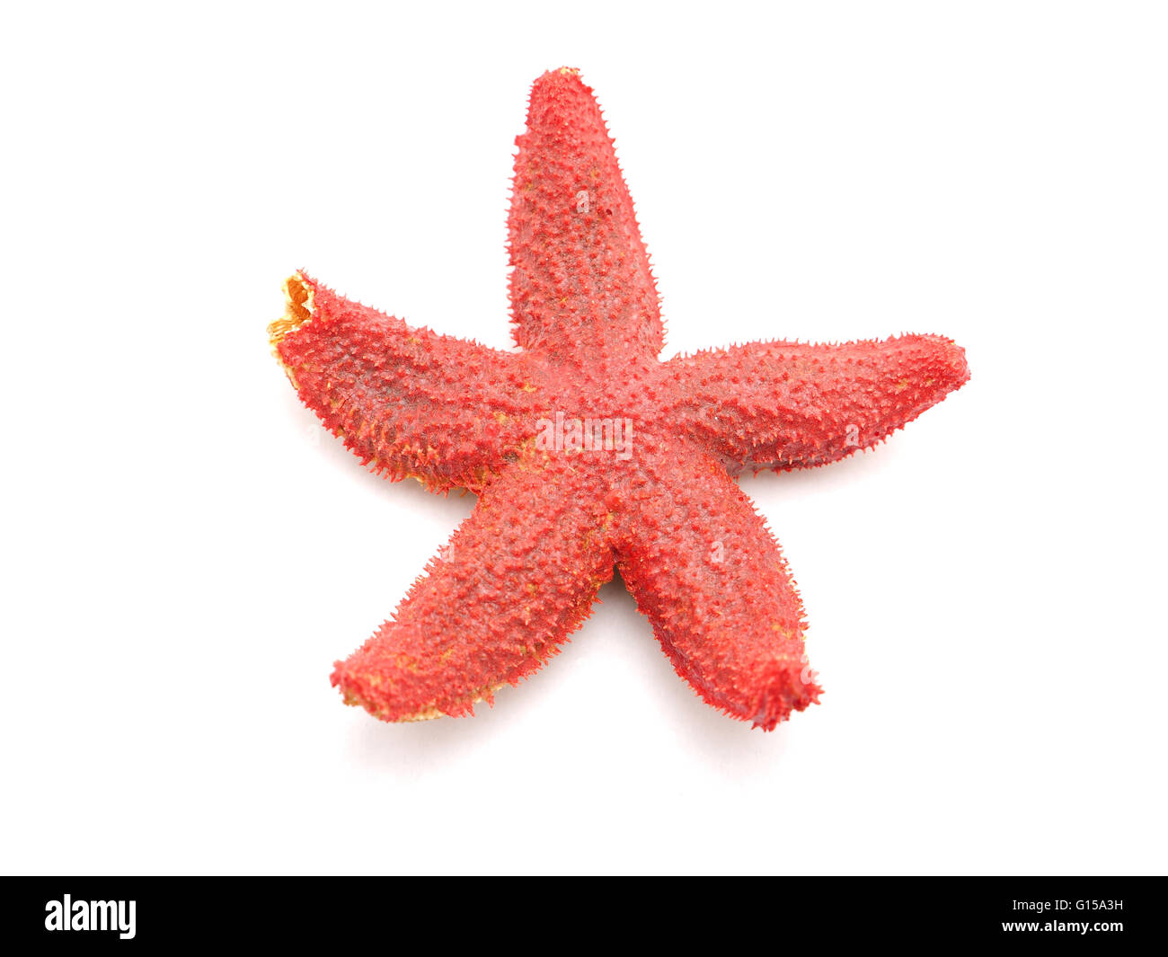 Starfish on a white background Stock Photo - Alamy