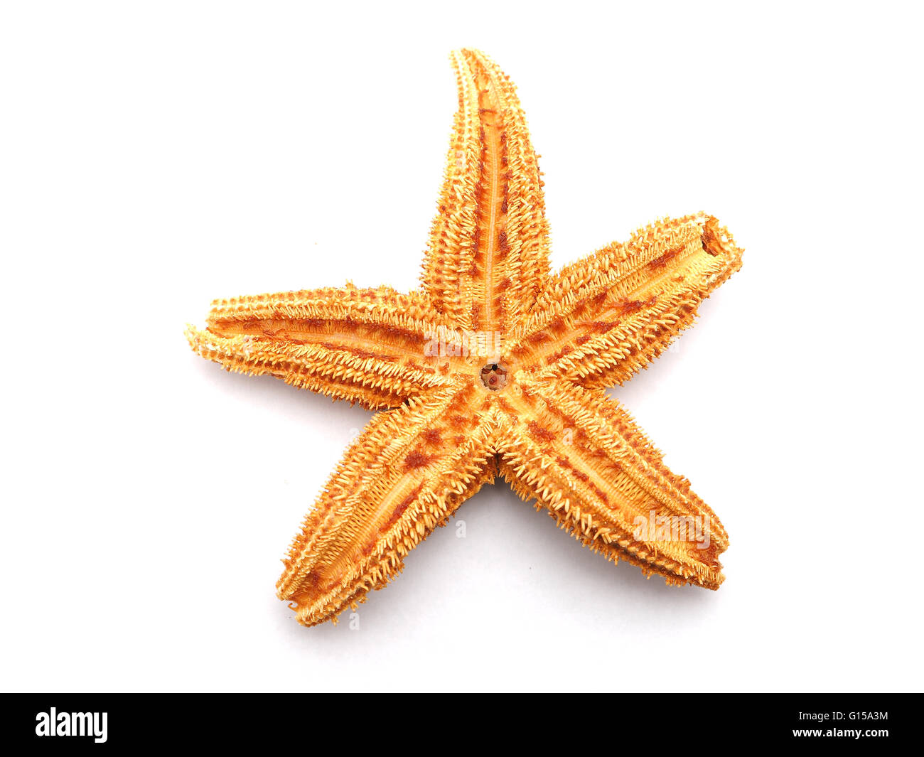 Starfish on a white background Stock Photo - Alamy