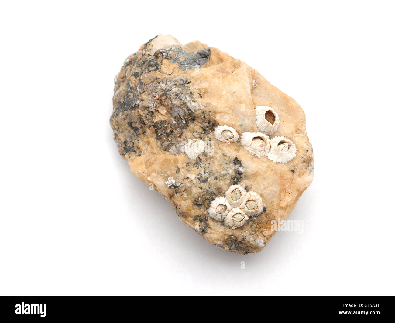 seashells in the rocks on a white background Stock Photo - Alamy