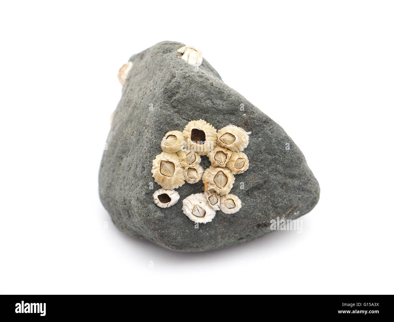 Barnacle background Cut Out Stock Images & Pictures - Alamy
