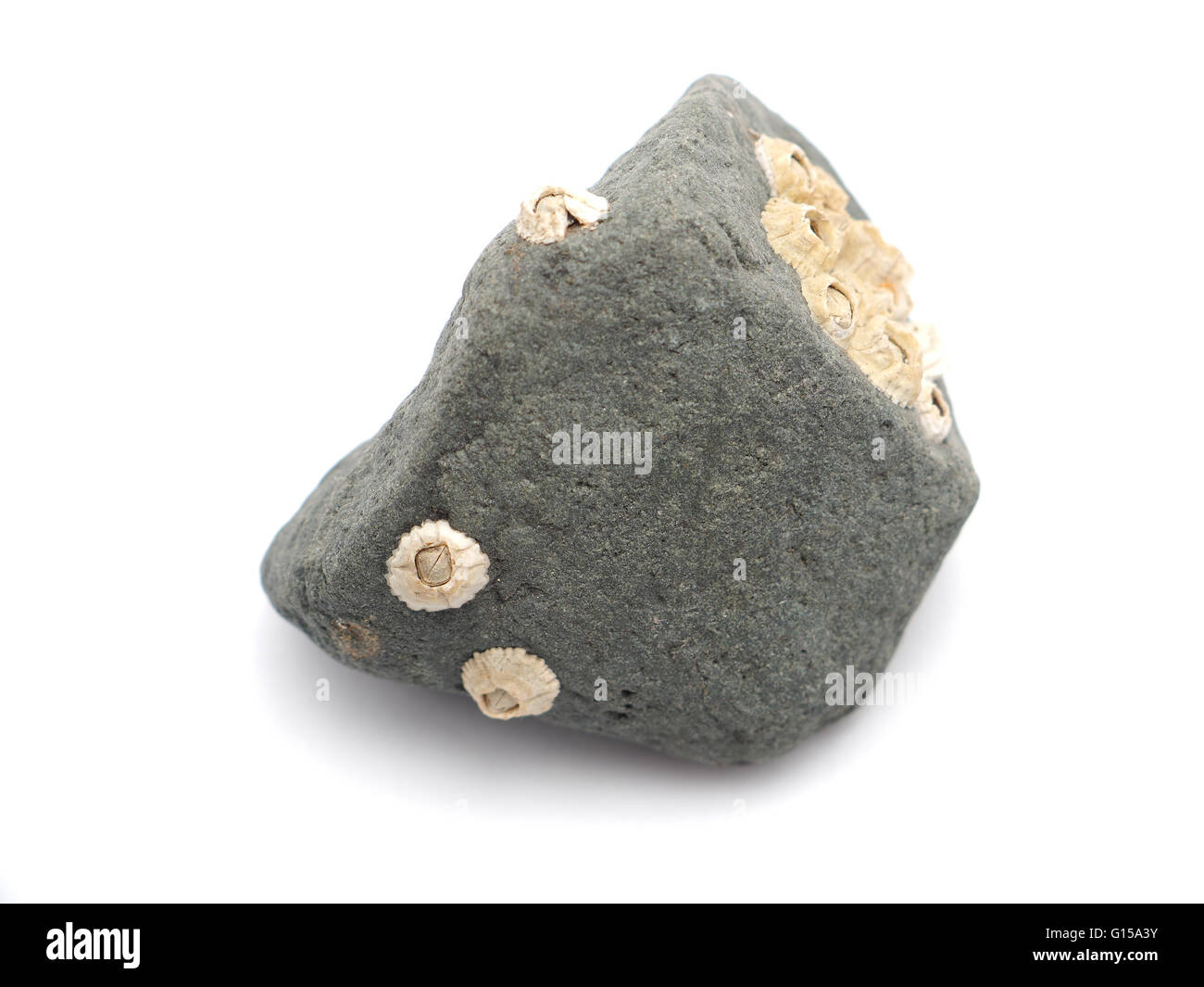 seashells in the rocks on a white background Stock Photo - Alamy