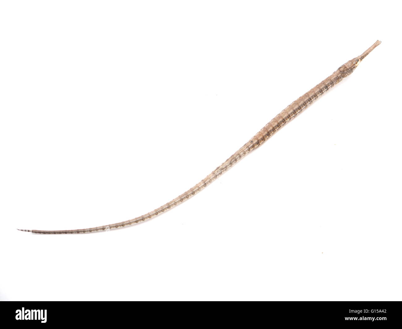 needle fish on a white background Stock Photo - Alamy