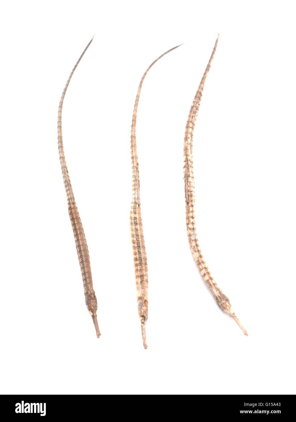 needle fish on a white background Stock Photo - Alamy