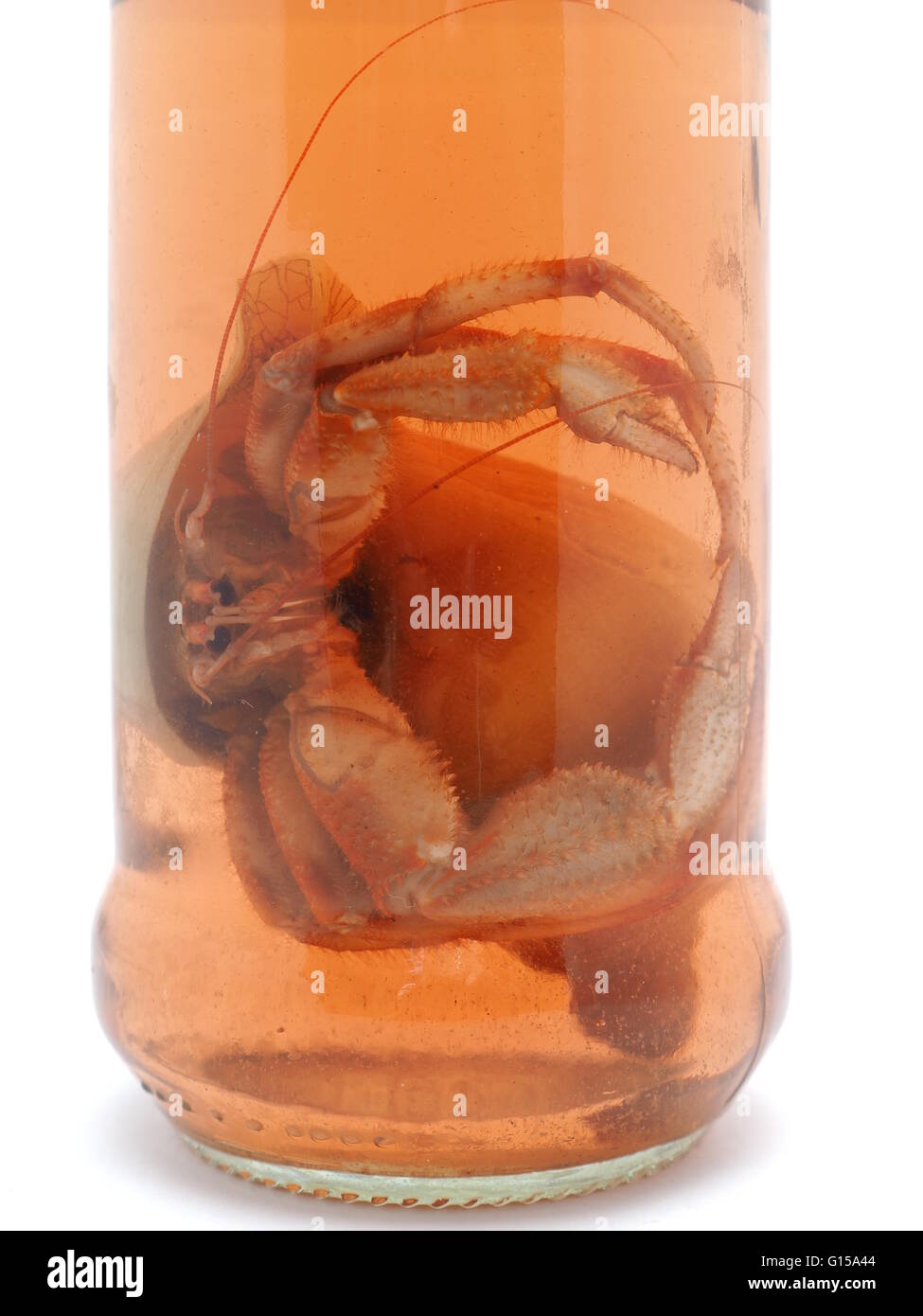 Hermit crab in glass jar hi-res stock photography and images - Alamy