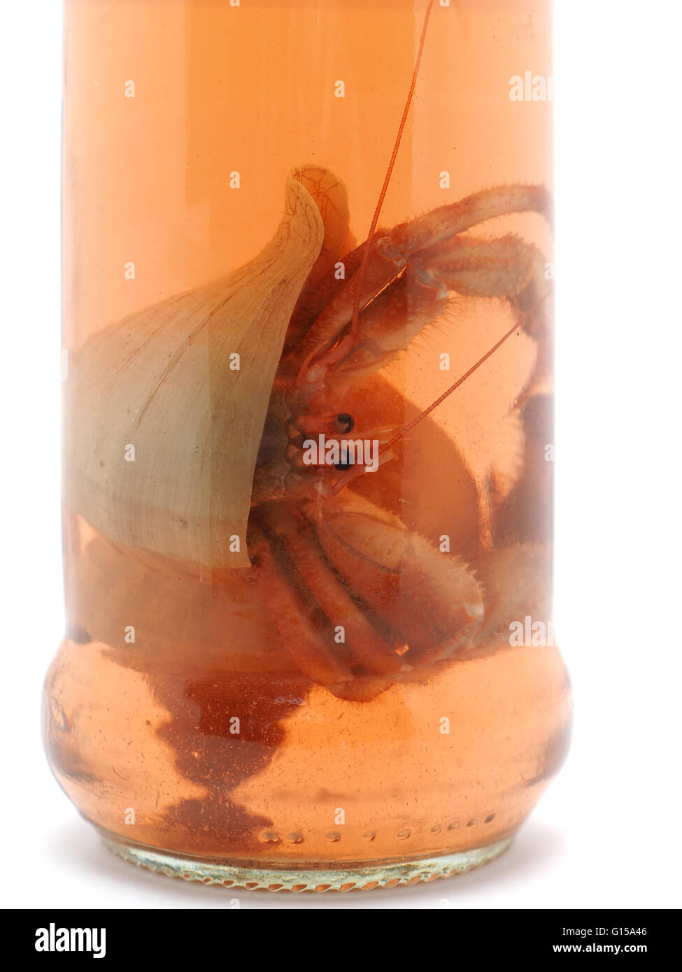 Hermit crab in glass jar hi-res stock photography and images - Alamy