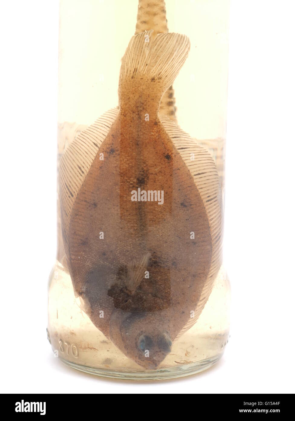 Globe fish bowl hi-res stock photography and images - Alamy