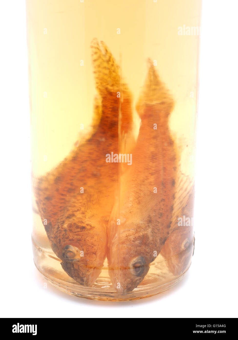 fish in a glass jar on a white background Stock Photo - Alamy