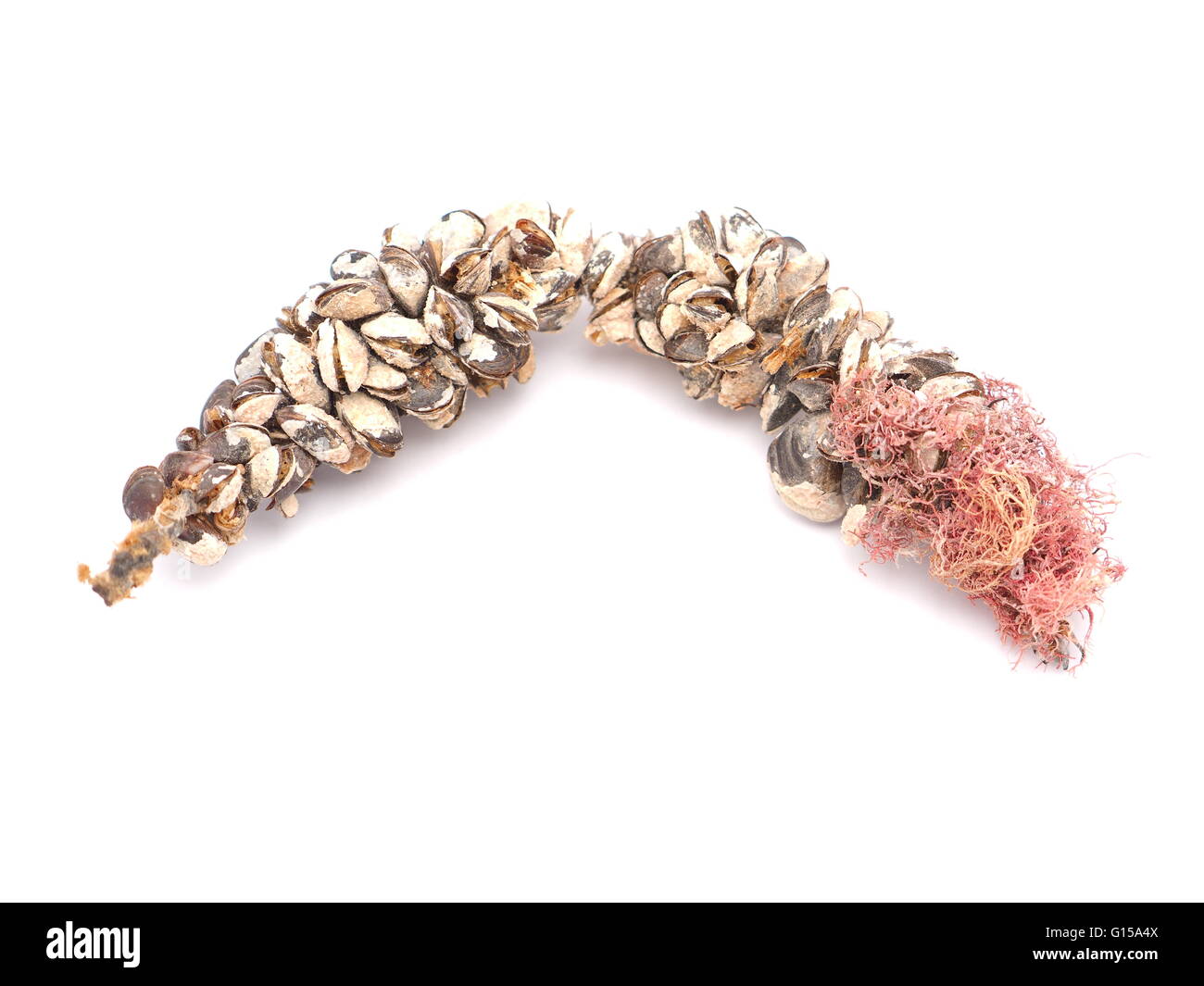 seashells on a white background Stock Photo - Alamy