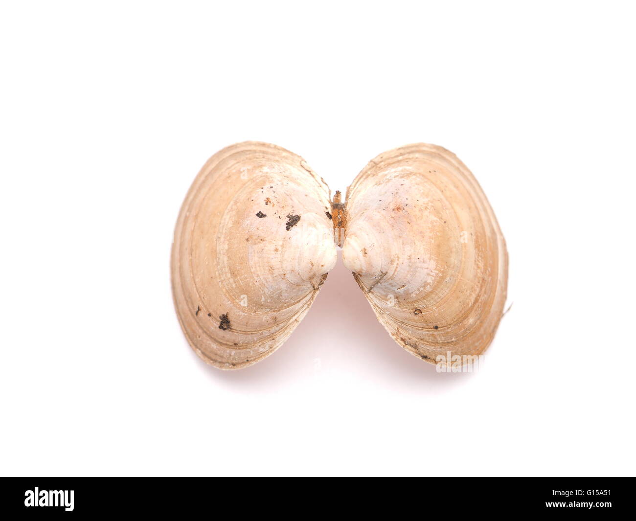 Scallop shell ridges hi-res stock photography and images - Alamy