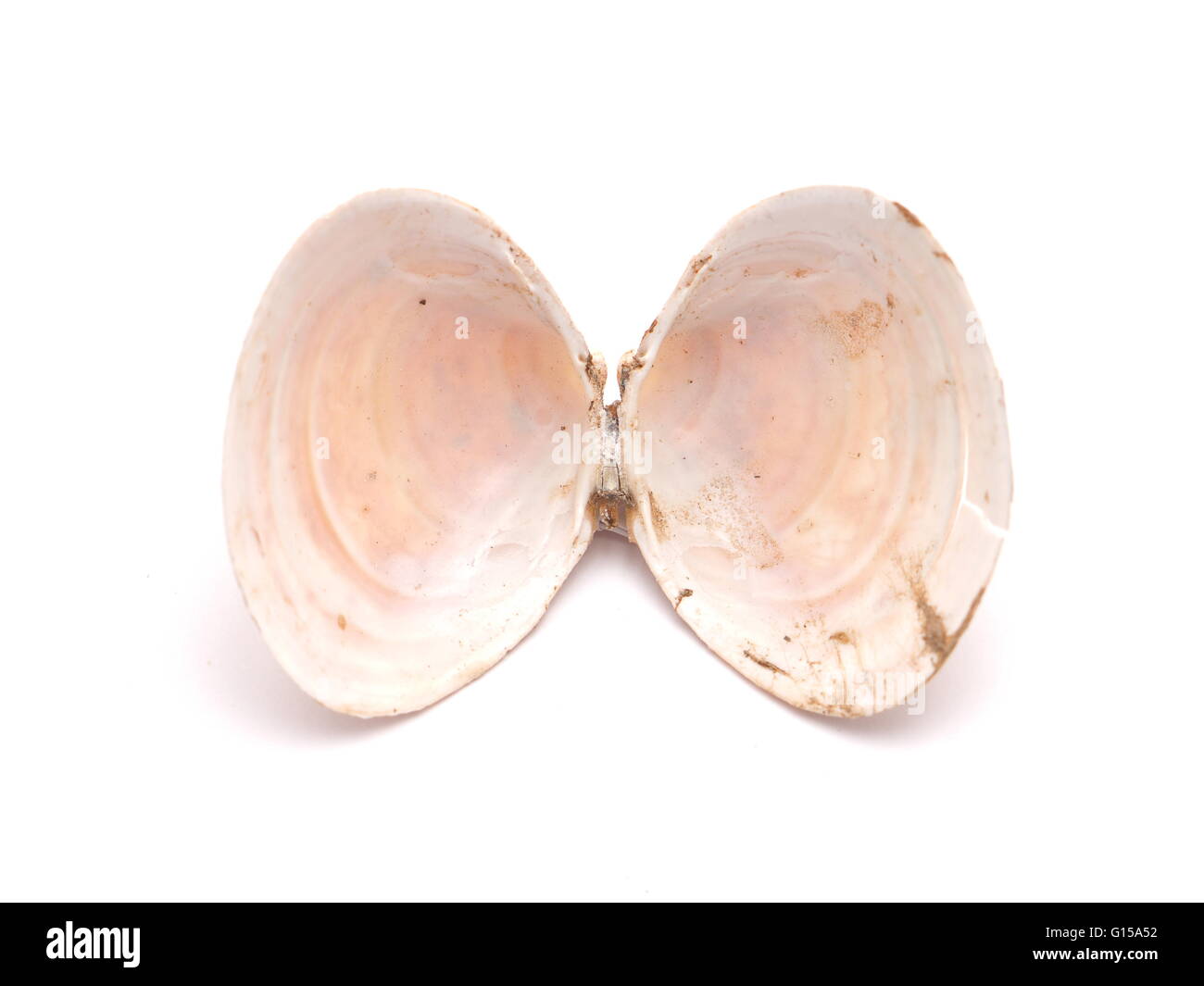 seashells on a white background Stock Photo - Alamy