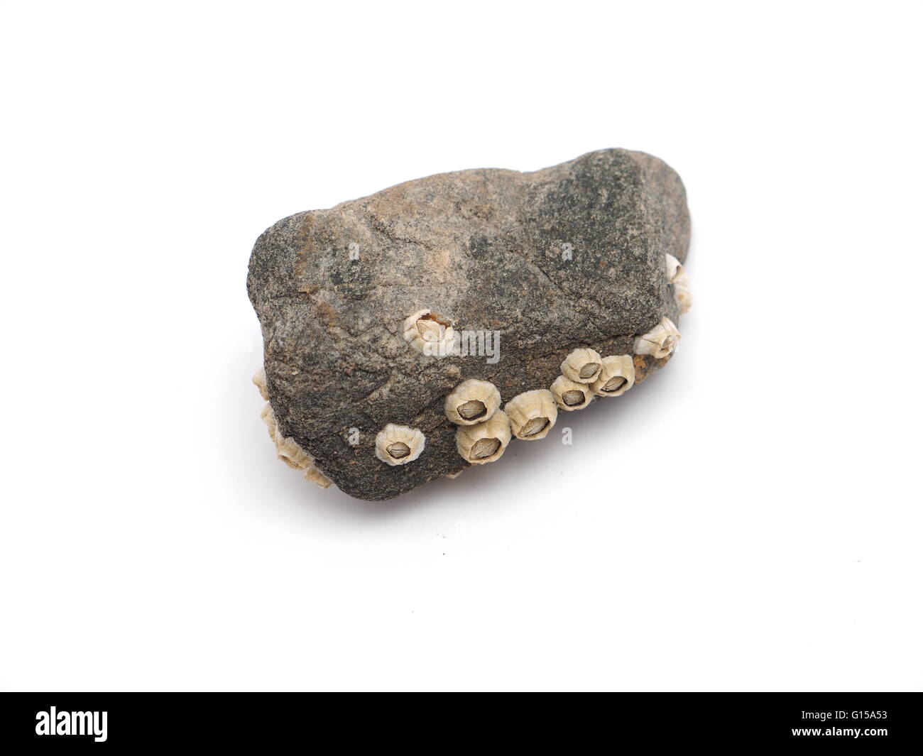 seashells in the rocks on a white background Stock Photo - Alamy