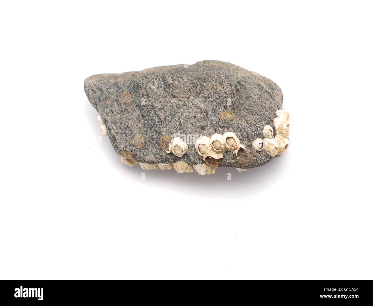 seashells in the rocks on a white background Stock Photo - Alamy