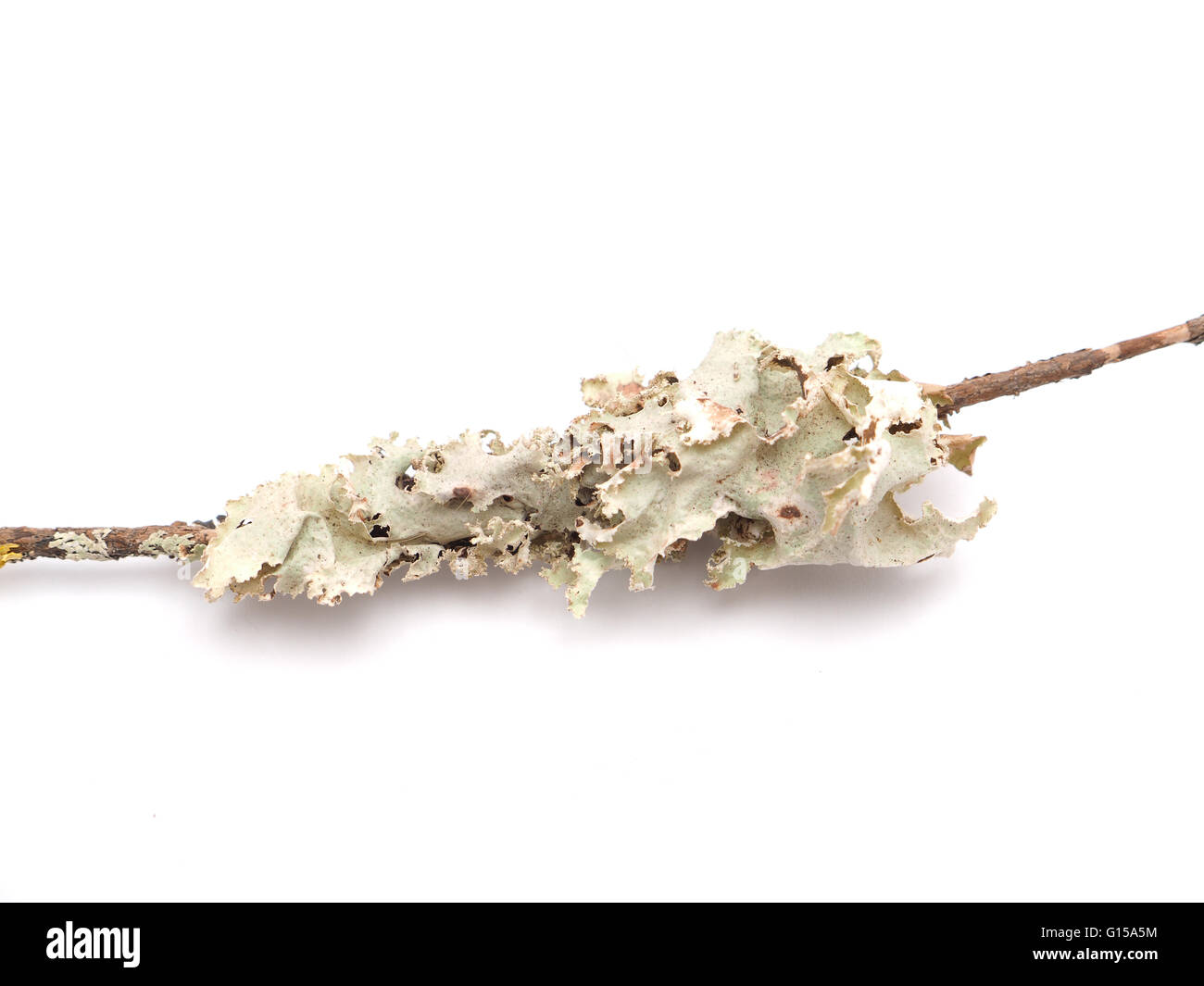 Lichen on a branch on a white background Stock Photo - Alamy